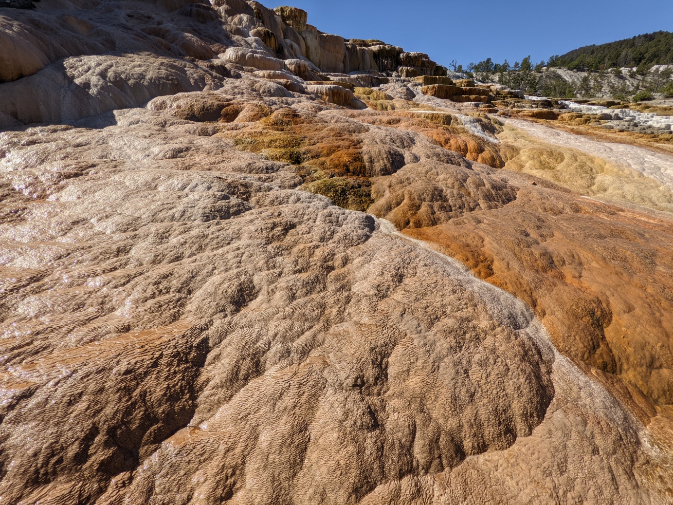イエローストーン国立公園の魅力・観光モデルコース・必要日数